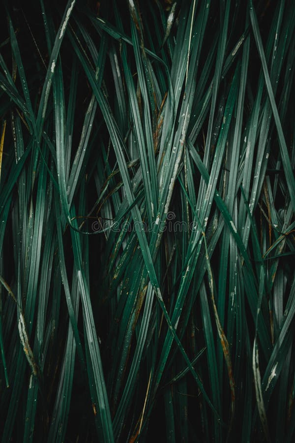 Close-up Shot of Dark Green Grass Creating a Natural Pattern Stock ...