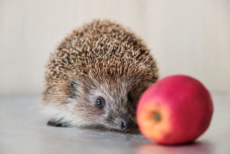 This is a Close-up Shot of a Daurian Hedgehog, Featuring Its ...