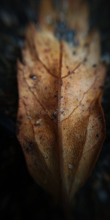 Close up shot Dead leaf stock photo. Image of shot, wood - 221572944