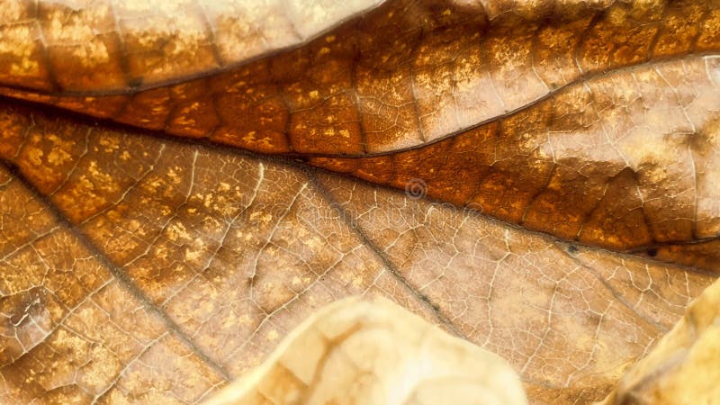 Close up shot a dead leaf. stock image. Image of texture - 183045153