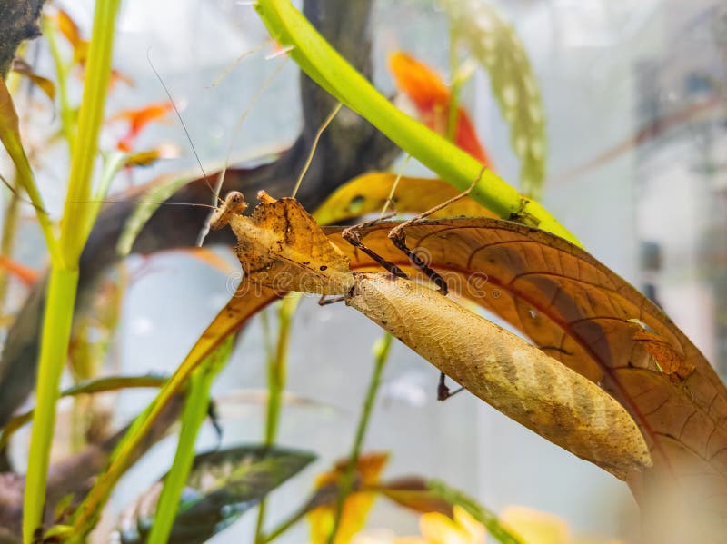 Close Up Shot of a Dead Leaf Mantis Stock Image - Image of close ...