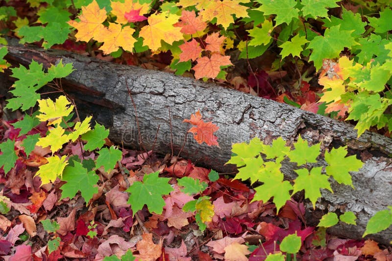 Dead Tree between Maple Leaves Stock Image - Image of natural, shot ...
