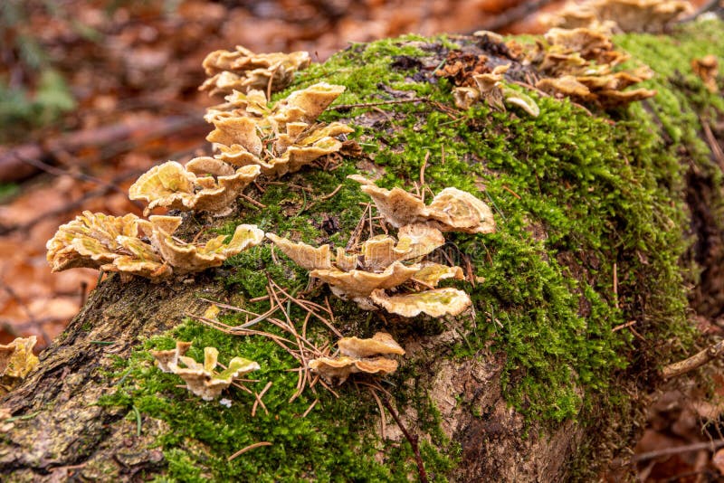 Close-up Shot of a Dead Tree Trunk Overgrown with Fungus and Moss Stock ...