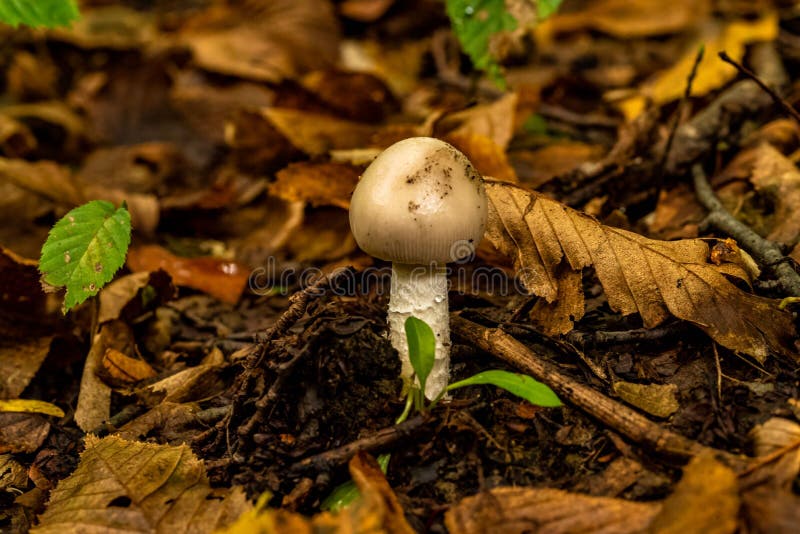 Close-up Shot of a Death Cap Growing on a Ground Stock Photo - Image of ...