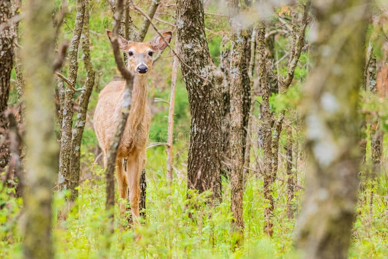 Close Up Shot of a Deer in the Buffalo Bayou Park Stock Image - Image ...