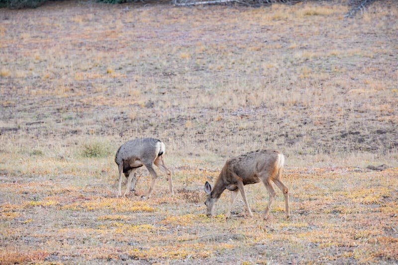 Close Up Shot of Deer Eating Grass Stock Photo - Image of park, travel ...