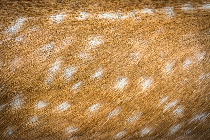 Close Up Shot Of A Deer Fur Background Image. Stock Image - Image of ...