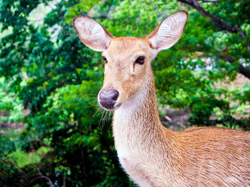 Close up shot of deer head stock photo. Image of wildlife - 126933760