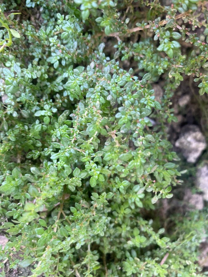 Dense Ground Cover stock photo. Image of fruit, patch - 392556904