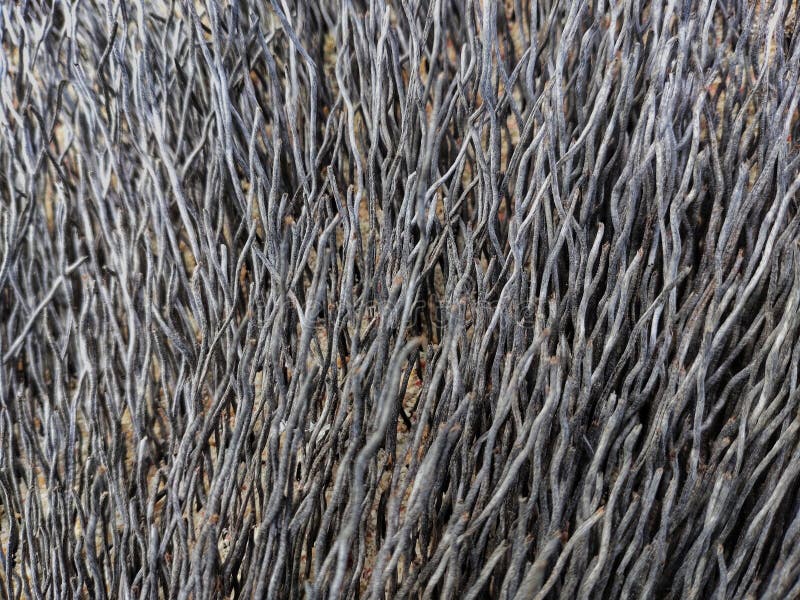 A Close-up Shot of Densely Packed, Thin, Grey Branches Creating an ...