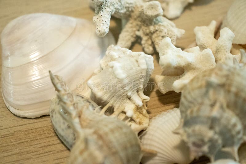 Close Up Shot of Different Types of Seashells and Corrals Stock Image ...