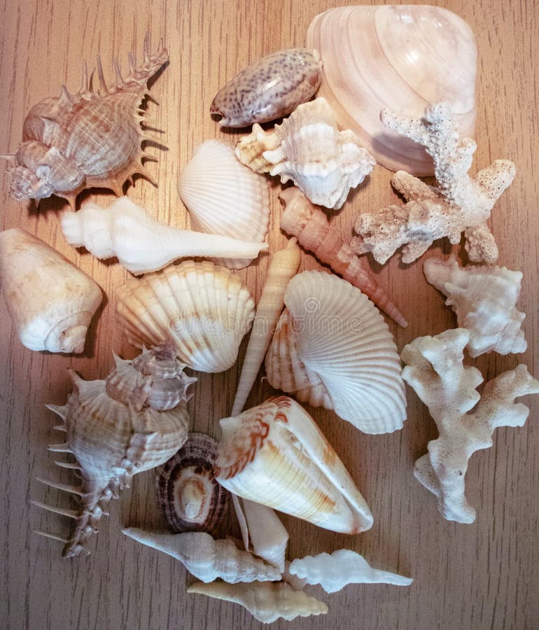 176 Different Types Seashells Stock Photos - Free & Royalty-Free Stock ...