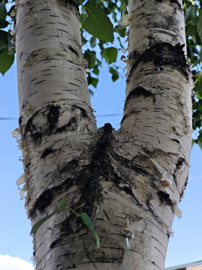 Birch Tree Bark with Green Leaves Stock Image - Image of flower, birch ...