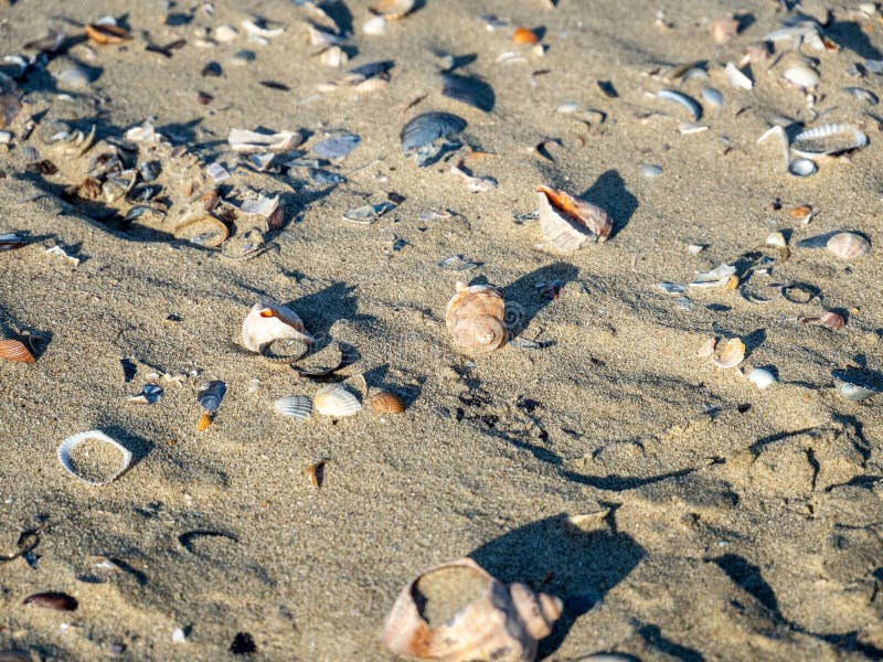 Close-up Shot of a Diverse Assortment of Shells Scattered on a Sandy ...