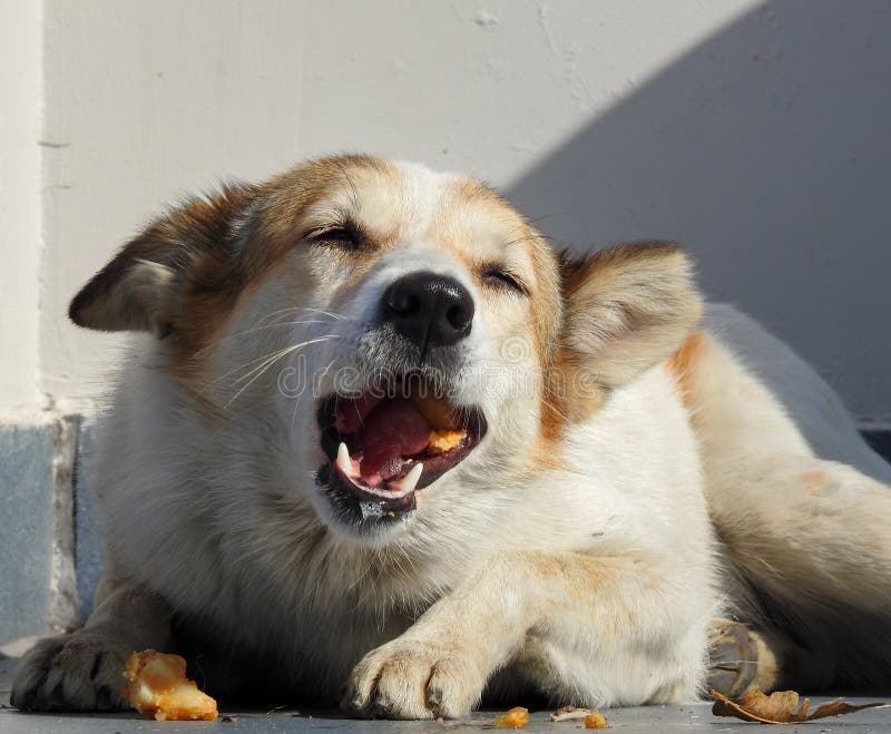 A Close Up Shot of a Dog Biting on a Bone Stock Image - Image of jack ...