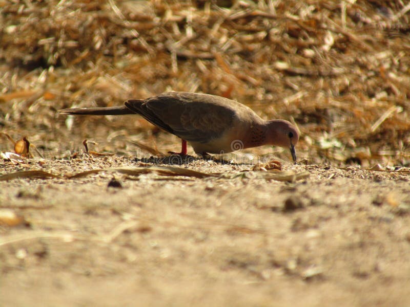 Close up shot of dove bird stock photo. Image of nature - 206390750