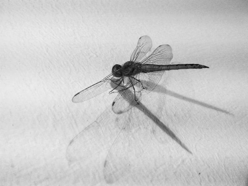 Close up shot of dragonfly stock image. Image of black - 88430511