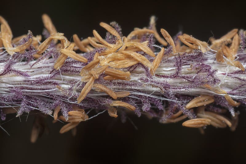 Close Up Shot of the Dried Imperata Cylindric Stock Image - Image of ...