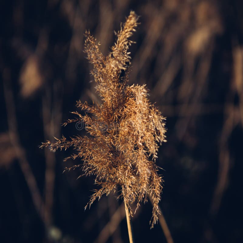 Close Up Shot of Dried Sedge Stock Image - Image of pattern, natural ...