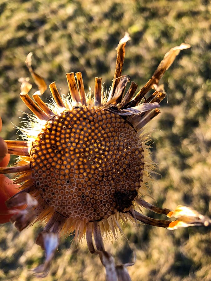 217 Rotten Sunflower Stock Photos - Free & Royalty-Free Stock Photos ...