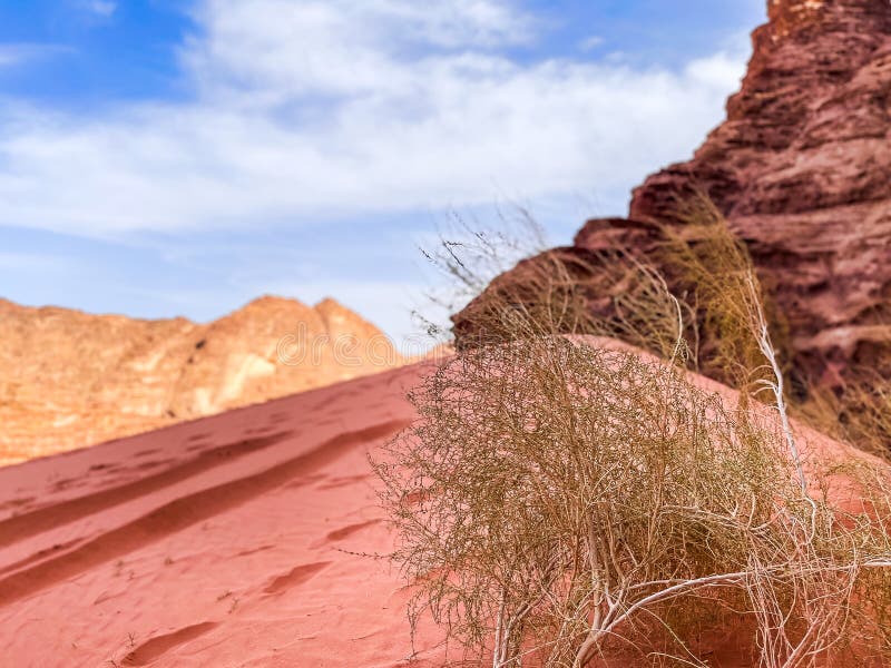 Close Up Shot of a Dry Bush in the Middle of a Desert Under the Blue ...