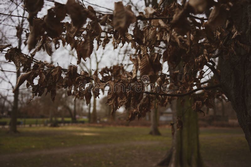 Close-up Shot of Dry Leaves of a Tree in the Park Stock Photo - Image ...