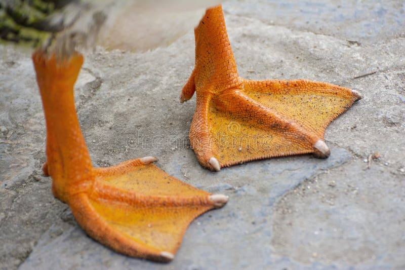 Close-up Shot of a Duck S Feet Stock Image - Image of outdoor ...