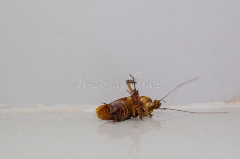 Close Up Shot of Dying Cockroach Lying Dead on the Floor Stock Image ...