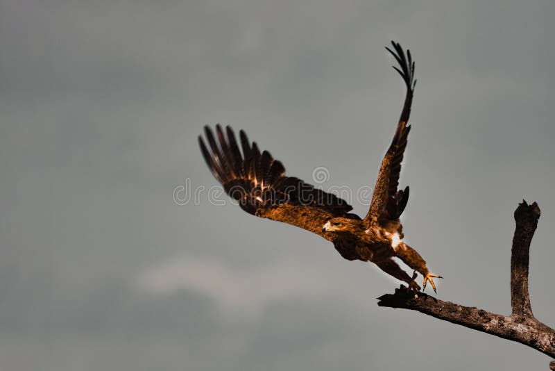 Close-up Shot of an Eagle Getting Ready To Flight Stock Photo - Image ...