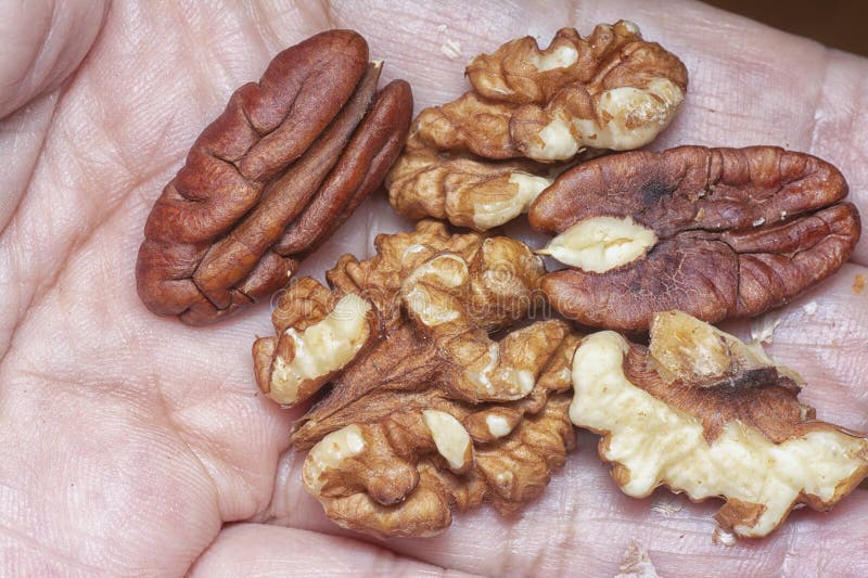 Close Up Shot of the Edible Dried Pecan Nuts. Stock Photo - Image of ...