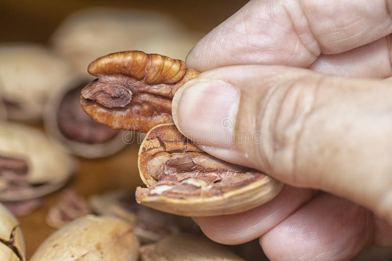 Close Up Shot of the Edible Dried Pecan Nuts. Stock Photo - Image of ...