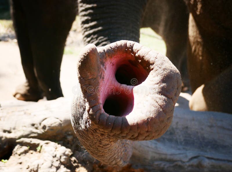 Elephant trunk, close up stock image. Image of beautiful - 169961513