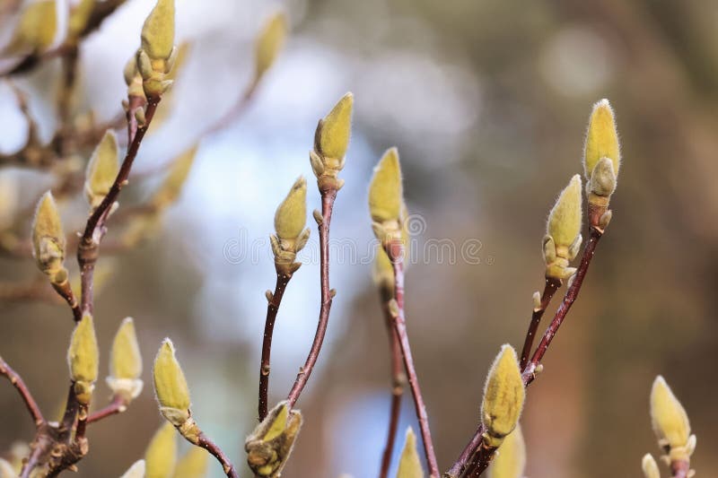 Close-up Shot of the Emerging Buds of a Deciduous Tree, with No Leaves ...