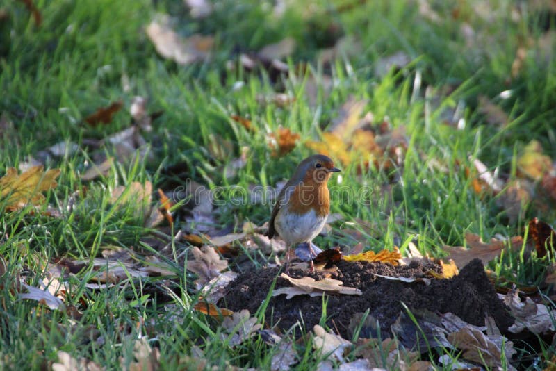 Close-up Shot of a European Robin Standing on the Ground Stock Photo ...