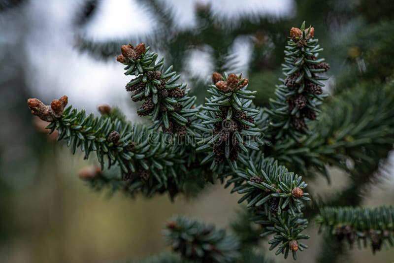 Close-up Shot of Evergreen Fir Tree Branches Stock Photo - Image of ...