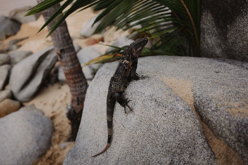 Close-up Shot of an Exotic Lizard Perched Atop a Rocky Surface, Looking ...