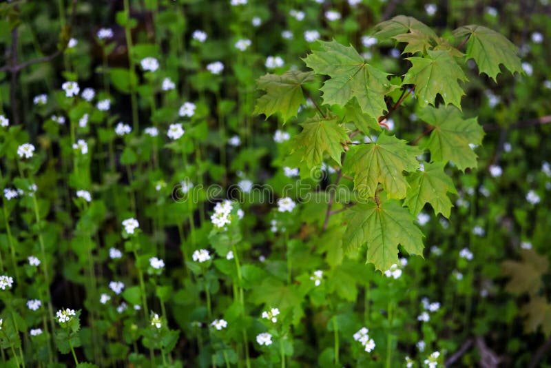 Close Up Shot of a Fast Growing Spring Plant Stock Photo - Image of ...