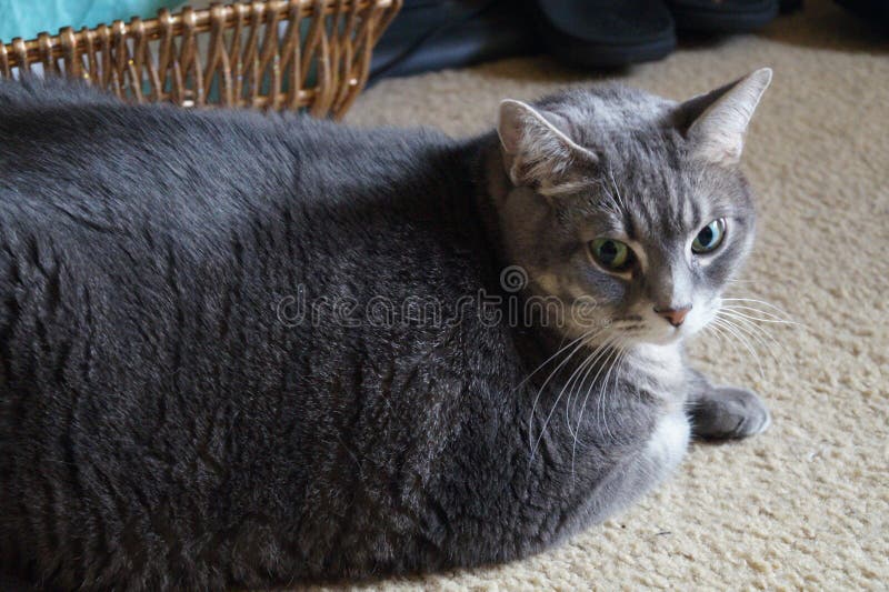 413 Fat Witch Stock Photos - Free & Royalty-Free Stock Photos from ...