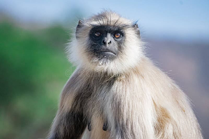Close Up Shot of a Female Monkey Stock Photo - Image of extremecloseup ...
