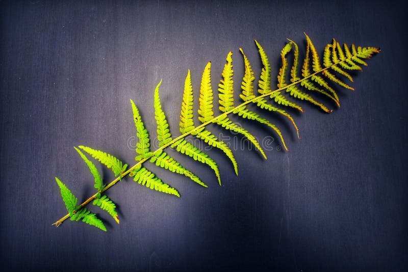 Close-up Shot of a Fern Branch on a Dark Matte Surface Stock Photo ...