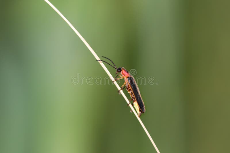 Close Up Shot of Firefly on a Grass Stock Photo - Image of focus ...