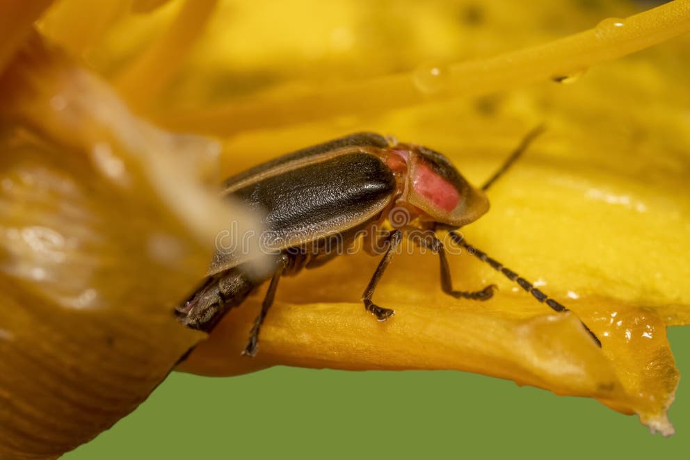 Close Up Shot of Firefly on a Plant Stock Photo - Image of evening ...