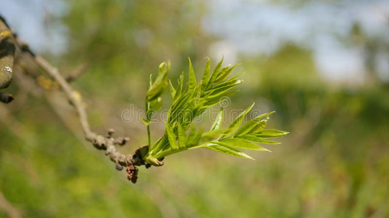 The First Leaves of an Ash Tree Taken in Spring Stock Image - Image of ...