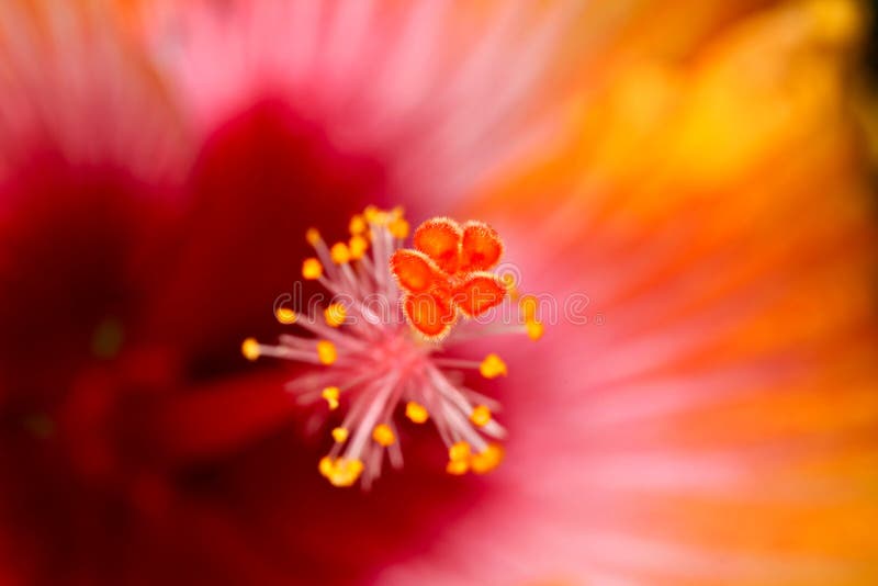 Close-up Shot of the Flower Stock Image - Image of rose, black: 131943399