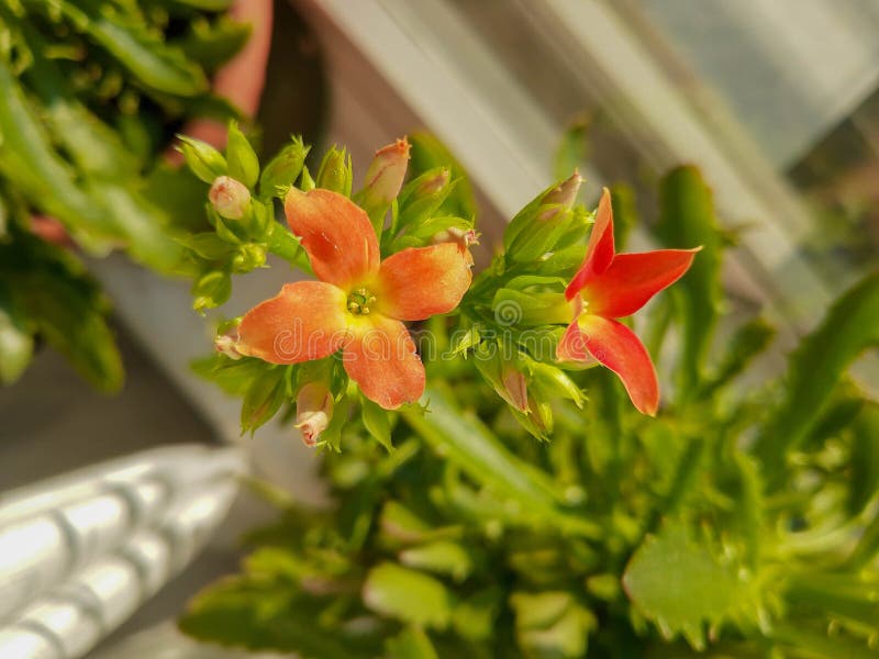 A shot of flowers stock image. Image of flowers, white - 129807