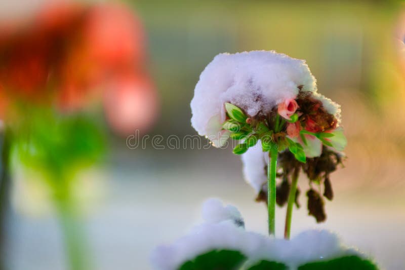 Close-up Shot of Flowers Covered in Snow in a Blur Stock Photo - Image ...