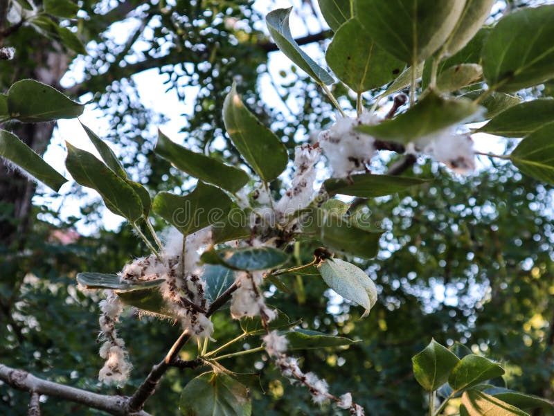 Close-up Shot of Fluffy Poplar Seeds Flying of a Poplar Tree in Bright ...
