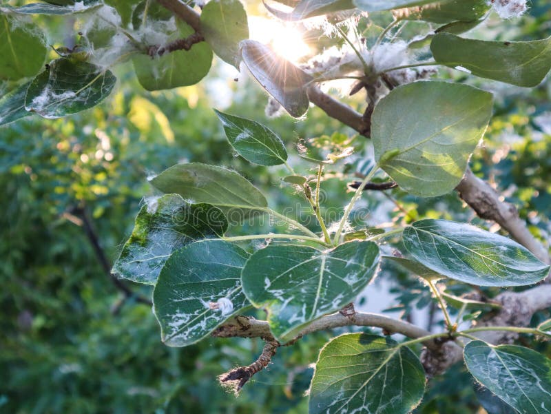Close-up Shot of Fluffy Poplar Seeds Flying of a Poplar Tree in Bright ...