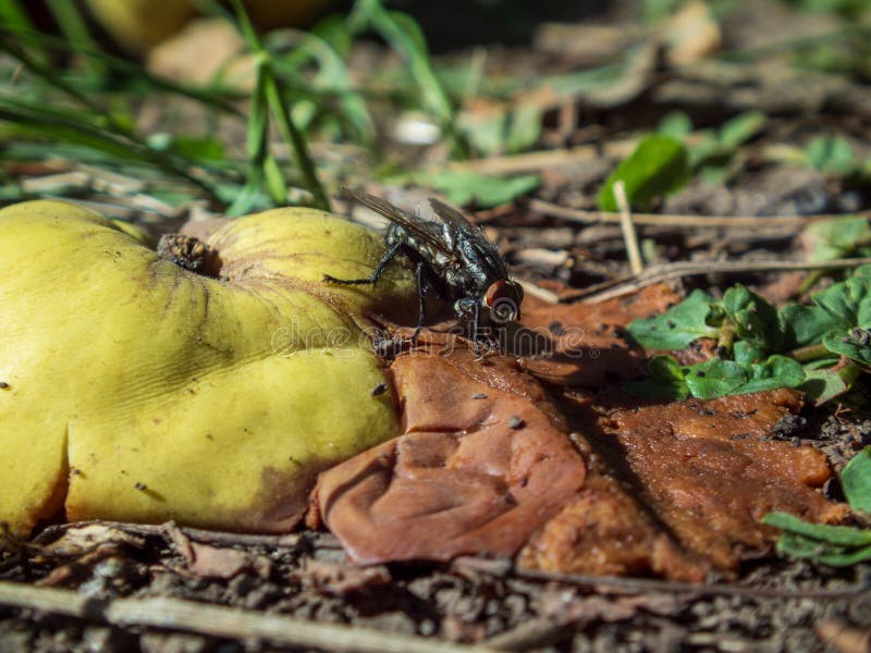 A Fly on a Rotten Quince on the Ground Stock Photo - Image of closeup, summer: 397869028