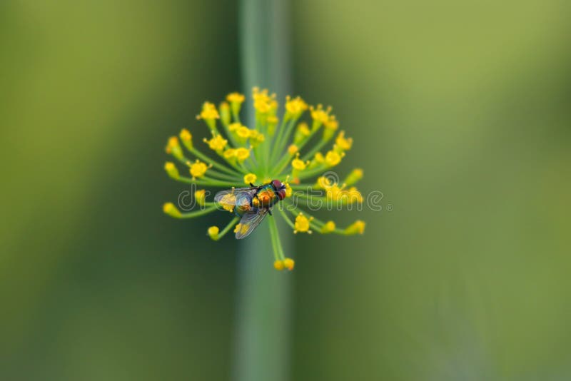 Close Up Shot of Fly on Plant Stock Image - Image of legs, flower ...
